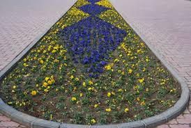 Bedding Plants - What are they and how to use them? | Gardenseeker.garden