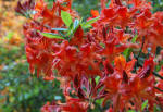 Azalea mollis | Deciduous Rhododendron | Gardenseeker.co.uk